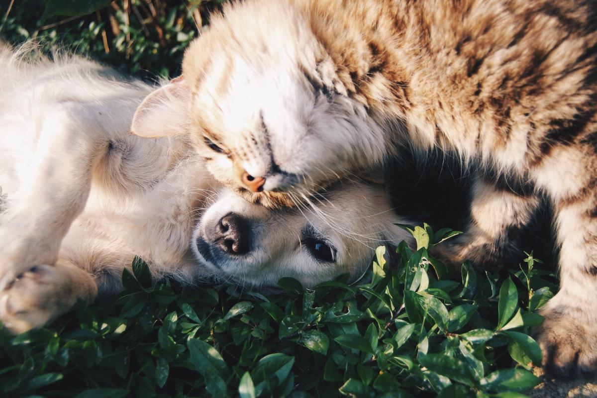 How To Find Rental Housing When You Have A Pet
